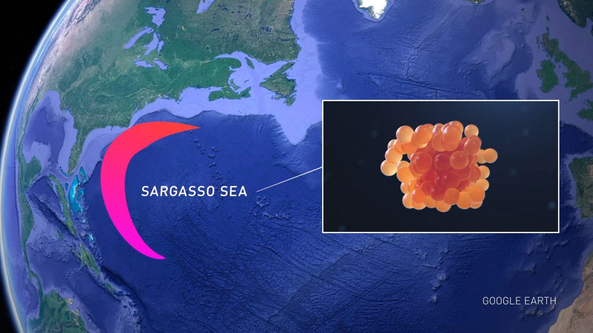 eel_evolution_graphic_001 - Daley Graphics Ltd - Design. Ideas. Motion ...