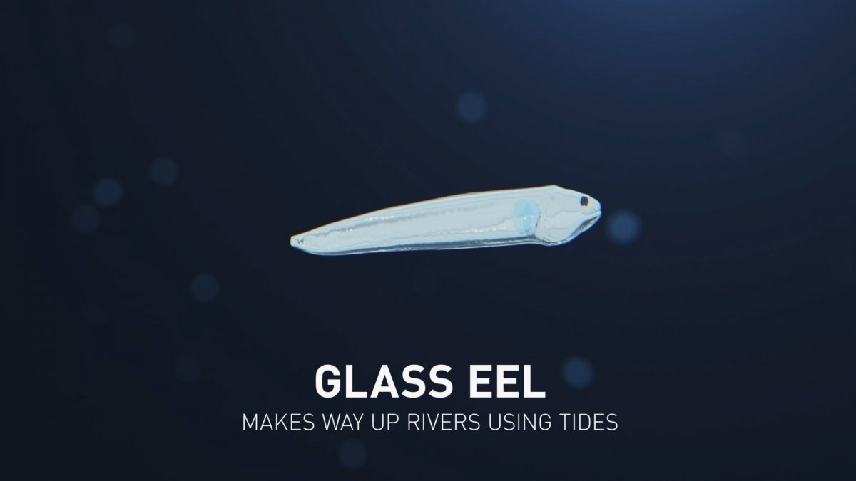 eel_evolution_graphic_01 - Daley Graphics Ltd - Design. Ideas. Motion ...